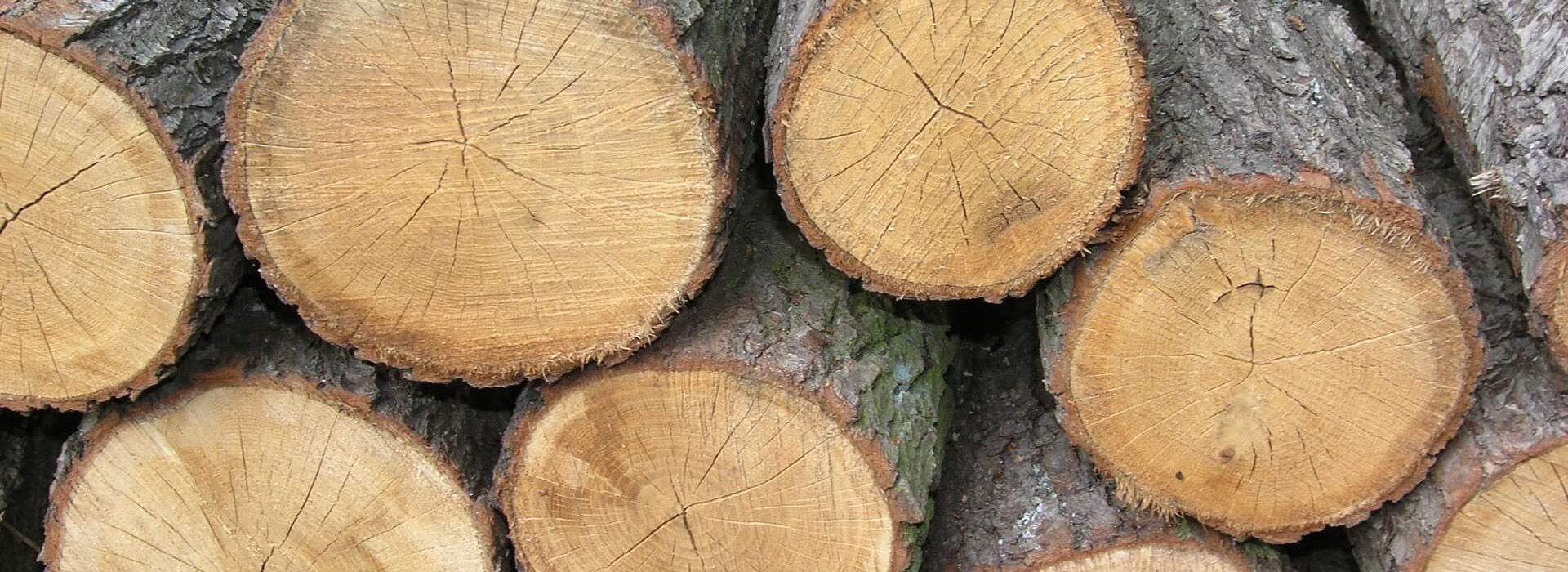 Rohdichte des Holzes - Holz vom Fach