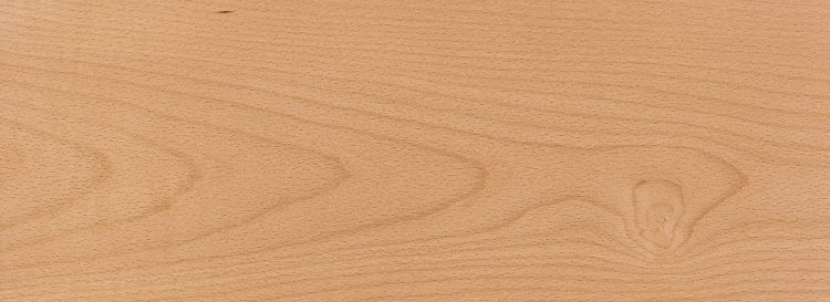 Buche - Definition und Merkmale