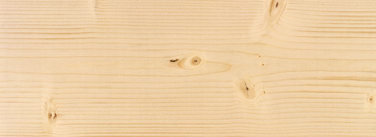 Fichte - Definition und Merkmale